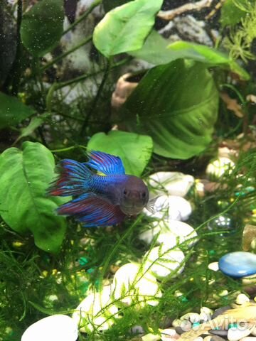 Самка Петушка (курочка )