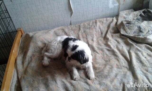 В добрые руки