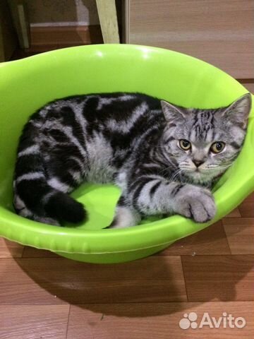 Вязка шотландца