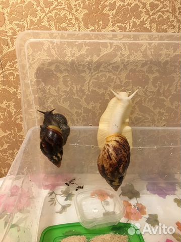 Отдам в добрые руки