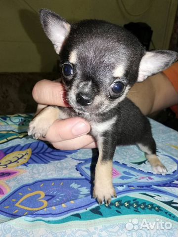 Щенки чихуахуа
