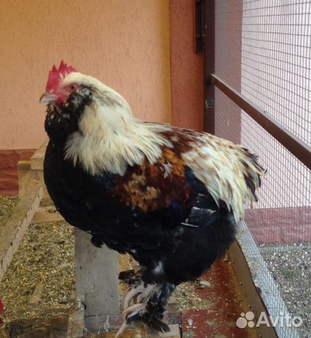 Петух фавероль