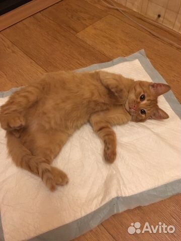 Отдаем в добрые руки пацана