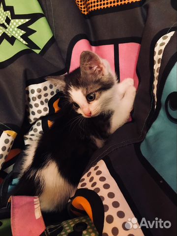 Отдадим котёночка