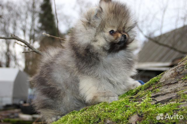 Настоящие мишутки