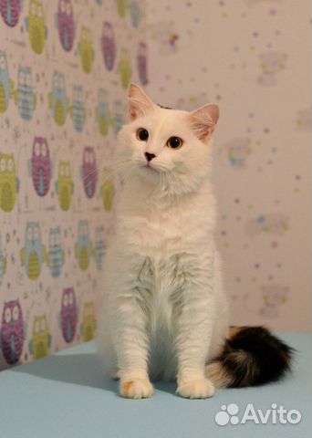 Мышка оригинальная кошка