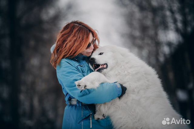 Алиментные щенки мареммо абруцкой овчарки