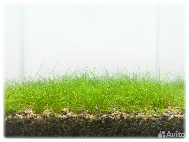 Аквариумные растения