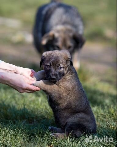 Щенок 2 месяца в надежные руки