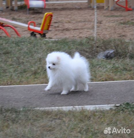 Снежки