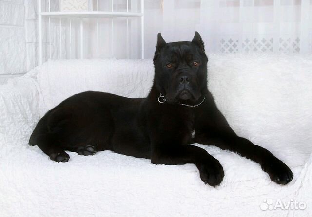 Две девочки кане-корсо, 10 и 15 мес, род.РКФ