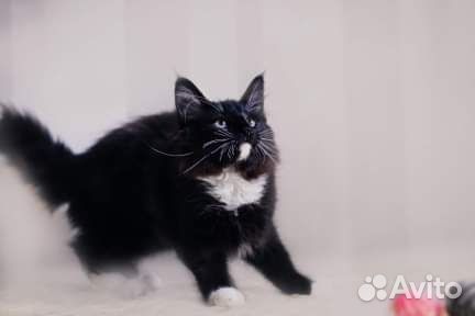Шикарный норвежский лесной котик