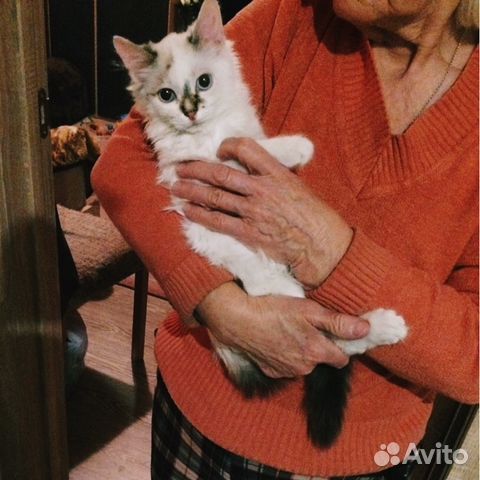Котенок