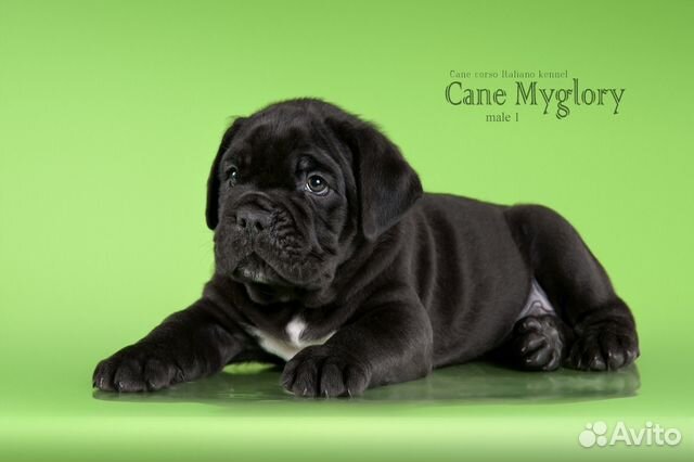 Шикарный малыш кане корсо