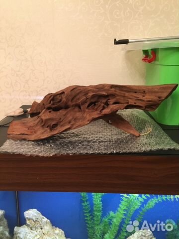 Мангровая коряжка
