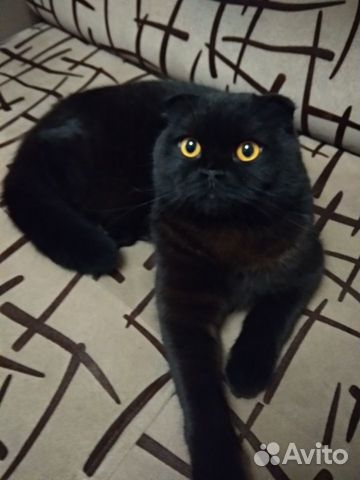 Вязка с Шотландским котом