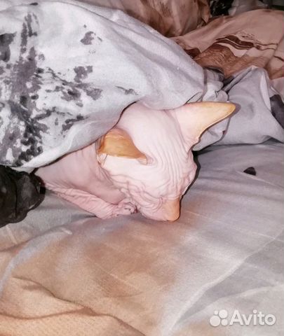 Отдам,кошку донского сфинкса