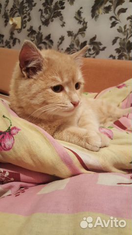 Котик Алекс ищет дом