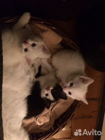 Котята