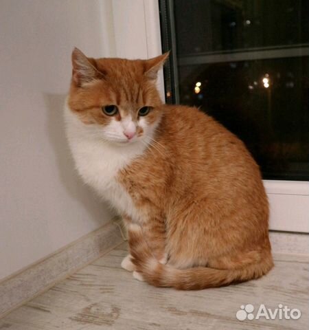 Рыжая кошечка, стерилизованная