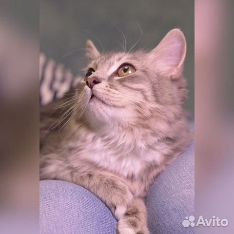Котенок