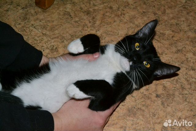 Кот. Подросток