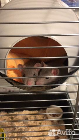 Крысы породы «Дамбо»