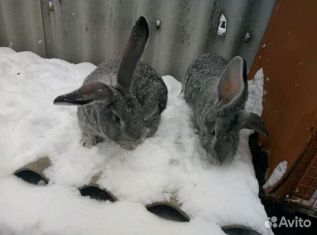 Продам помесных крольчих