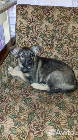 Отдам щенка (сука)