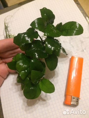 Анубиас мини