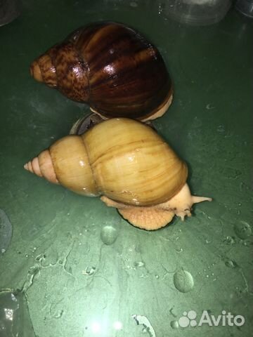 Улитки африканские Аханина и Архахатина