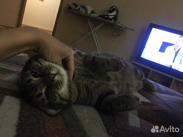 Котик ласковый ищет дом