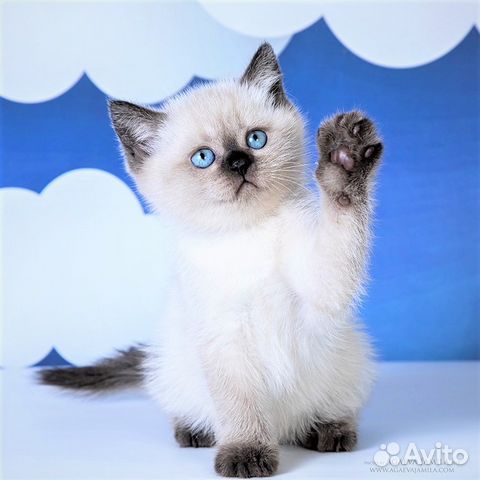 Британский котенок