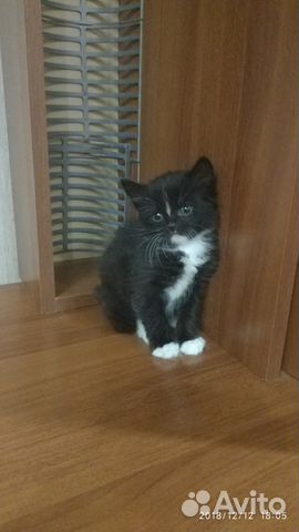 Подарю котика дипломата