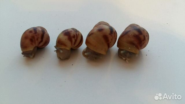 Улитки Архахатина Маргината Овум
