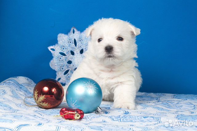 Щенок девочка вест хайленд Вайт терьера продается