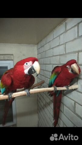 Попугай Ара