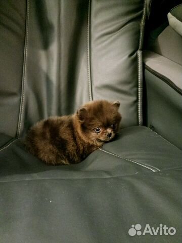 Кобель померанского шпица супер мини