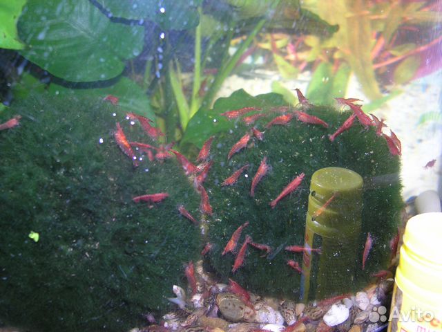 Креветки вишня. анубиас нано, улитки мелания