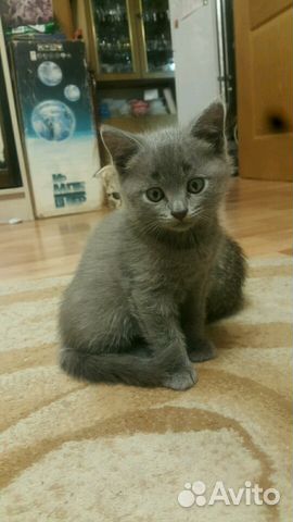 Шотландский котенок