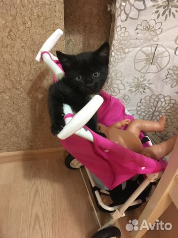 Котёнок в добрые рукт