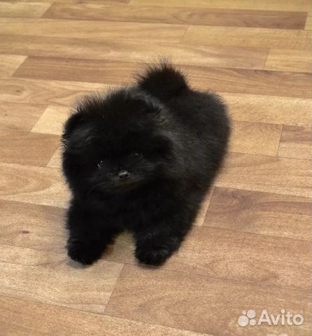 Черные Шпицы