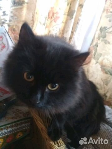 Сибирский котенок