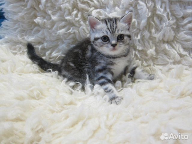 Мраморная британочка