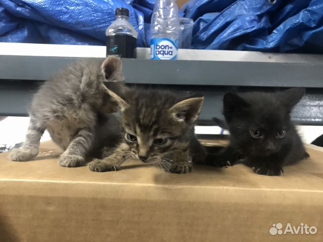 Котята 1месяц