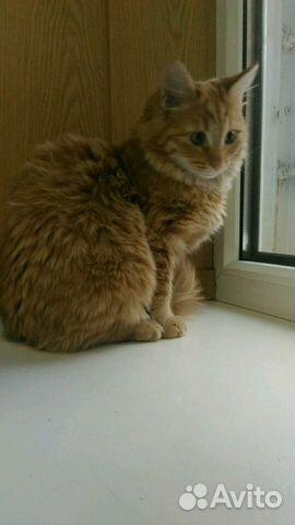 Мечтает найти семью