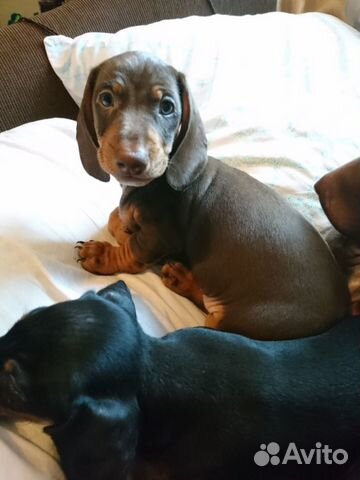 Щенки таксы