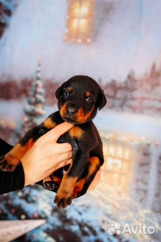 Супер детки доберманы