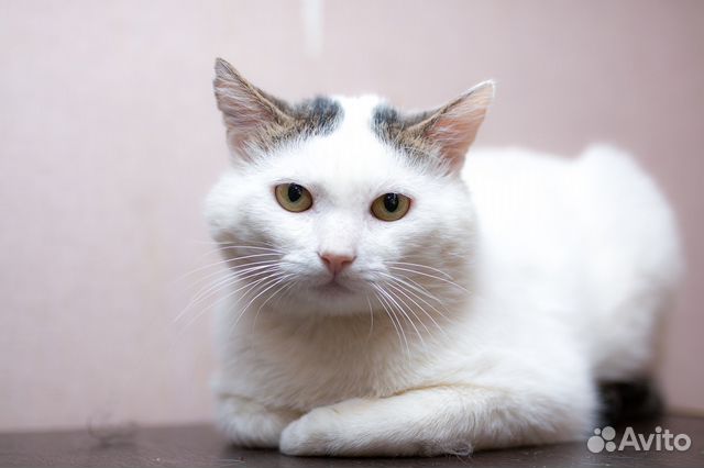 Котик в добрые руки