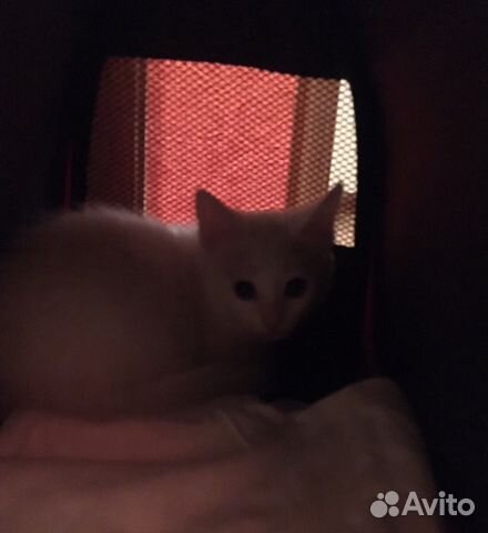 Турецкая ангора - отдам в добрые руки